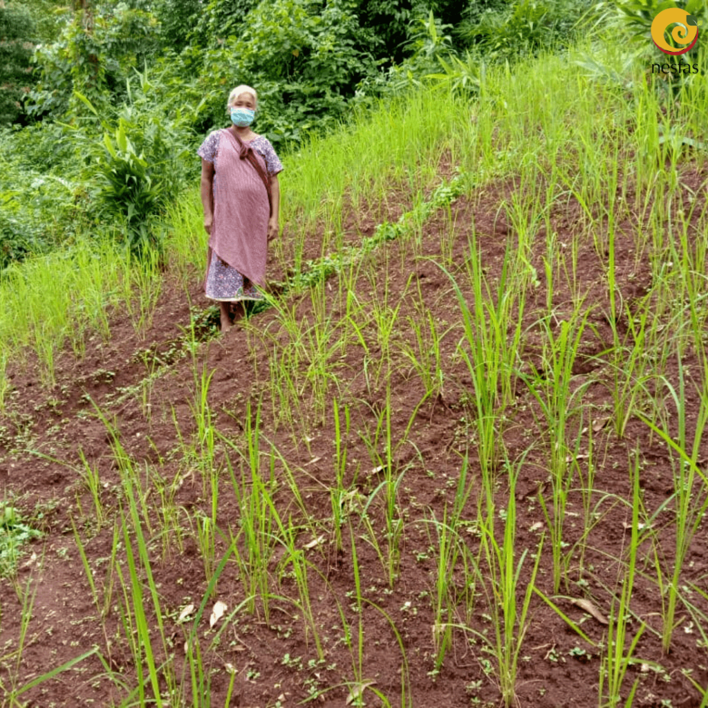 Revival of indigenous food system: Hill paddy cultivation in ...
